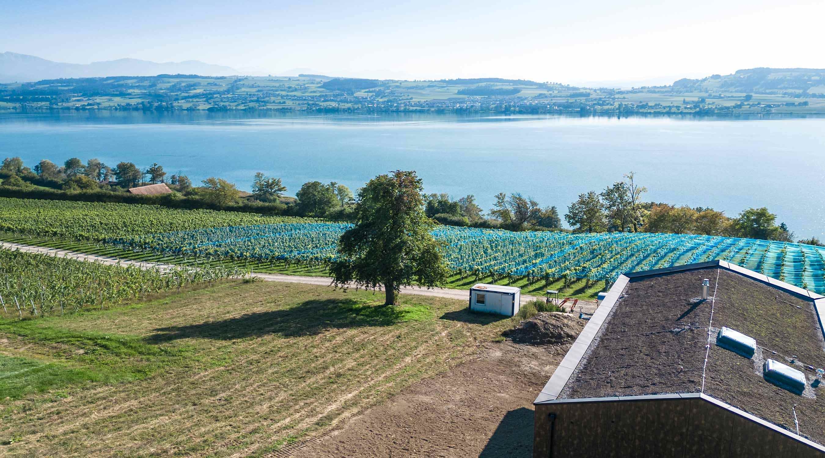 Weingut Eichberg | Brunner Weinmanufaktur